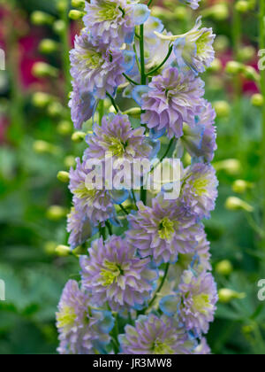 Delphinium 'Highlander Moonlight'. A perennial plant with pale blue ...