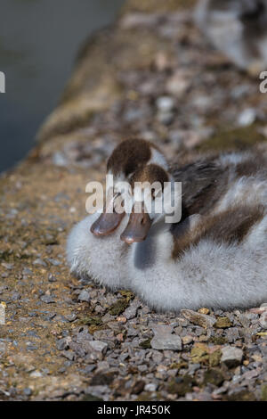Common Shelduck chicks at Slimbridge Stock Photo - Alamy