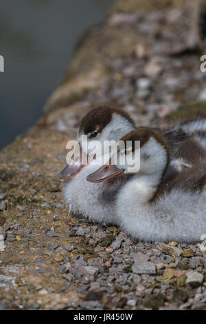 Common Shelduck chicks at Slimbridge Stock Photo - Alamy