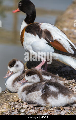Common Shelduck chicks at Slimbridge Stock Photo - Alamy