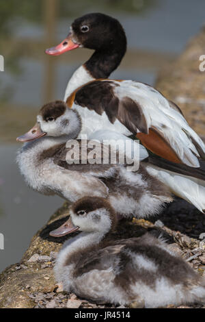 Common Shelduck chicks at Slimbridge Stock Photo - Alamy