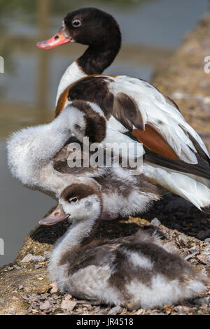 Common Shelduck chicks at Slimbridge Stock Photo - Alamy