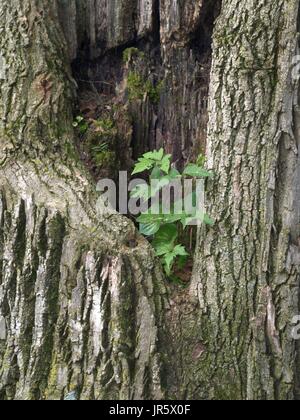 Sapling growing inside of trunk of large dead hollow tree Stock Photo ...