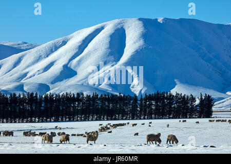 Sheep, Hawkdun Range and snowy farmland, near Oturehua, Maniototo, Central Otago, South Island ...