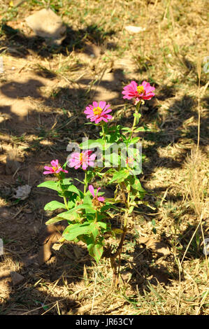 Plants found in siem reap, Cambodia Stock Photo - Alamy