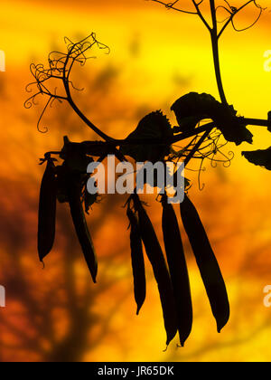 Sun rising over Pea field showing pea pods growing before the harvest ...