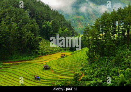 Rice fields on terraced of Mu Cang Chai, YenBai, Vietnam. Rice fields ...