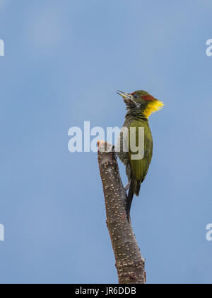 Lesser yellownape (Picus chlorolophus) in Sumatra, Indonesia Stock ...