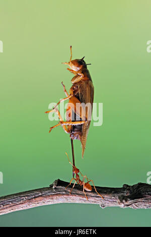 Ant carrying an insect, Indonesia Stock Photo - Alamy