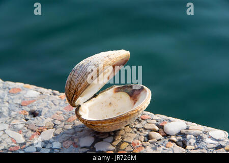 Sea clams, fasolara or warty venus. Isolated photo of shell with a coin ...
