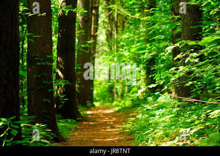 Topsmead State Forest Litchfield, Connecticut, USA Stock Photo - Alamy