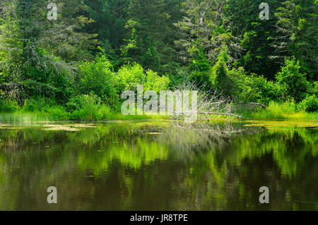 Topsmead State Forest Litchfield, Connecticut, USA Stock Photo - Alamy