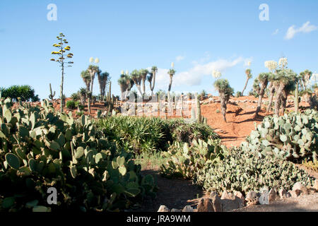 Cactus garden at island Majorca, Balearic Islands, Spain Stock Photo ...