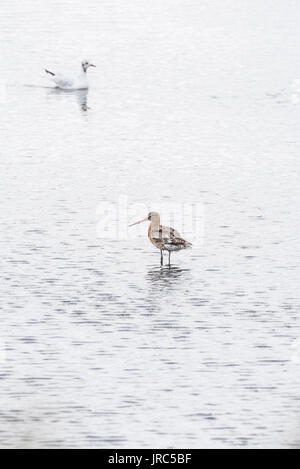 Back tailed Godwit summer plumage Stock Photo - Alamy