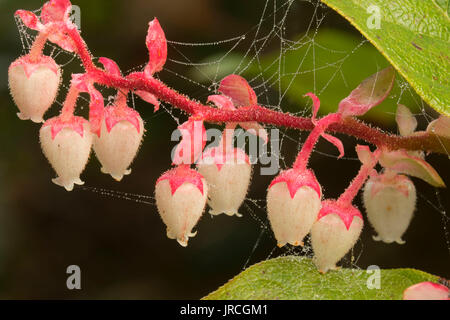 Evergreen Huckleberry (Vaccinium ovatum Stock Photo - Alamy