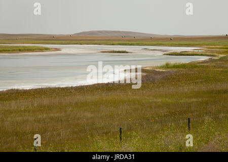 Fields of natural salt deposits in the prairies of Chaplin ...