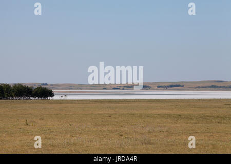 Fields of natural salt deposits in the prairies of Chaplin ...