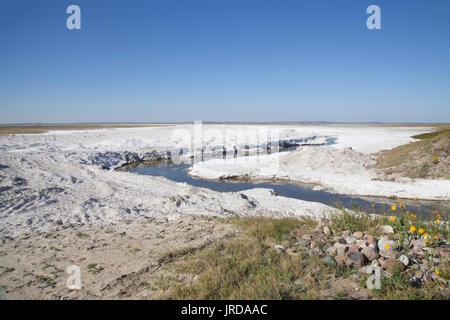 Fields of natural salt deposits in the prairies of Chaplin ...