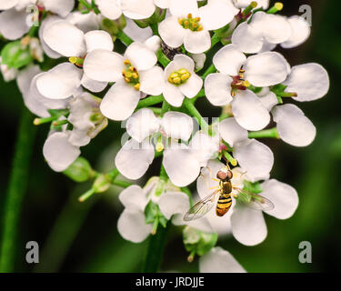 Hoverfly sitting on white flower Stock Photo - Alamy