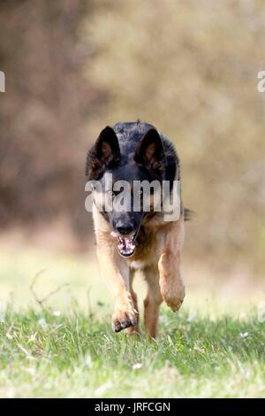 A cute, powerful German Shepherd dog sitting on the grass with an open ...