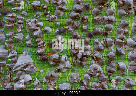 Green spiked tree Chorisia in Antalya Stock Photo - Alamy