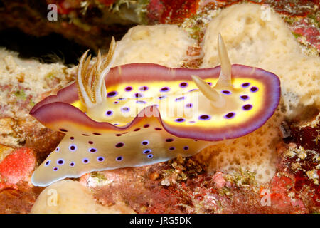 Colorful nudibranch sea slug crawling above coral reef in the Indo ...