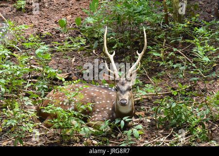 White Spotted Deer Chital Axis axis standing in the forest and looking ...