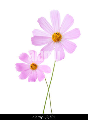 light pink Cosmos flowers isolated on white background Stock Photo - Alamy