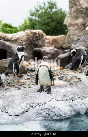 African penguins at New England Aquarium , Penguins. Edmund L. Mitchell ...