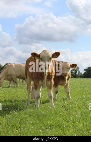 Herd of Simmental cattle on a pasture in the Langen Lacke conservation ...