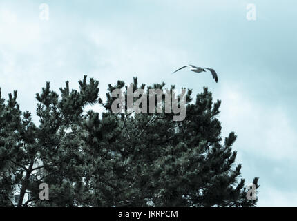tree branches soaring up, blue sky with bright clouds Stock Photo - Alamy