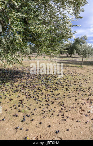 Olive tree from the picual variety near Jaen, Spain Stock Photo - Alamy