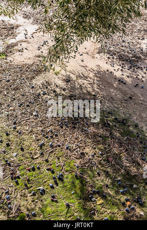 Olive tree from the picual variety near Jaen, Spain Stock Photo - Alamy