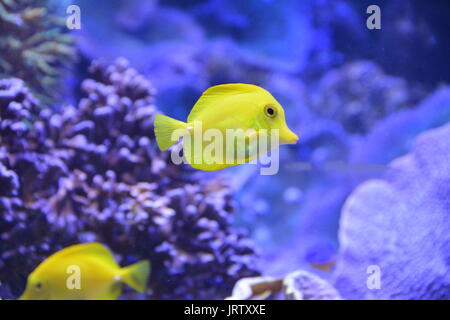 The yellow tang fish with the purple corals background, close-up Stock ...