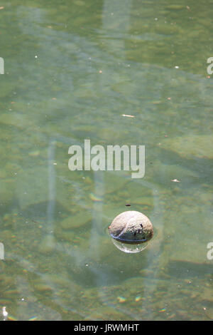 Tennis ball floating in water in a beaker. This is a demonstration that ...