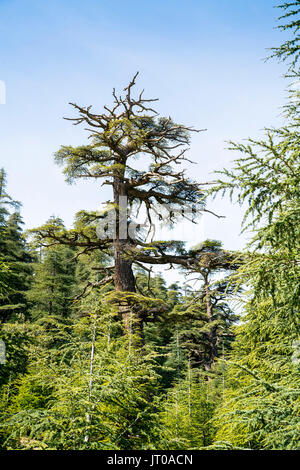 Atlas cedar forest, near Azrou, Middle Atlas. Morocco, Maghreb North ...