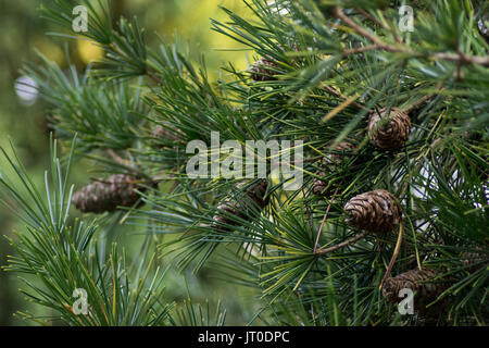 Evergreen pine or fir type tree in spring sunshine in Alora, Andalucia ...