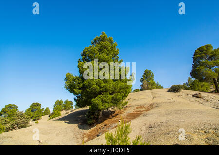 Pine and mountain landscape. High Atlas. Morocco, Maghreb North Africa ...