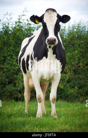 Dairy farming, Holstein dairy cow, wearing collar, close-up of head ...