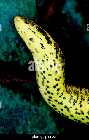 Portrait. The yellow anaconda (Eunectes notaeus), also known as the ...