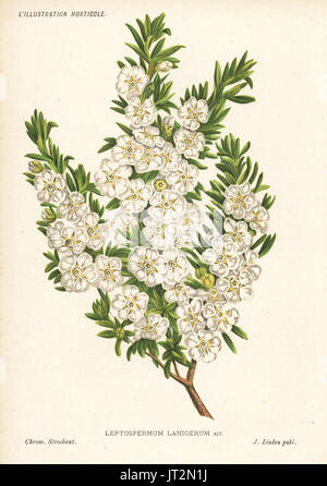 Woolly tea-tree, (Leptospermum lanigerum), an evergreen shrub, in ...