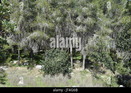 The green forest in Israel Stock Photo - Alamy