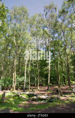 Typical british birch woodland Stock Photo - Alamy