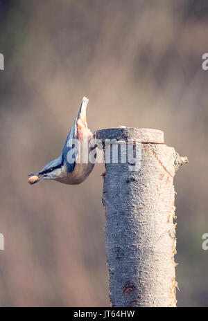 A nuthatch climbing the trunk of a tree on the deep jungles of ...