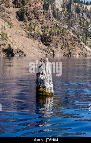 The Old Man of the Lake tree stump floating in Crater Lake. Crater Lake ...