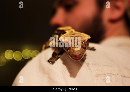 crested lizard with bokeh background Stock Photo - Alamy