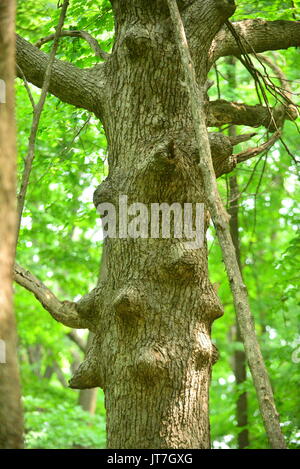 trees in Forrest Stock Photo - Alamy