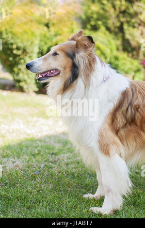 Rough Collie (Lassie) laying in garden having fun Port Issac Cornwall ...
