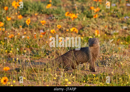 Wildflowers in Namaqualand South Africa Stock Photo - Alamy