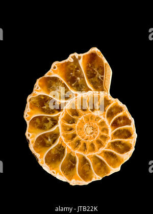 Ammonite, cross section Stock Photo - Alamy